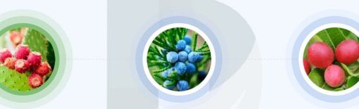 Weight Berry - opinie i działanie, skład bez skutków ubocznych | Netlekarz